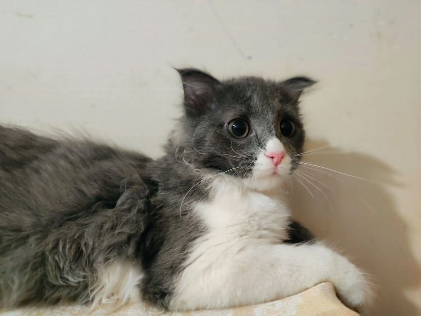 Котенок в добрые руки