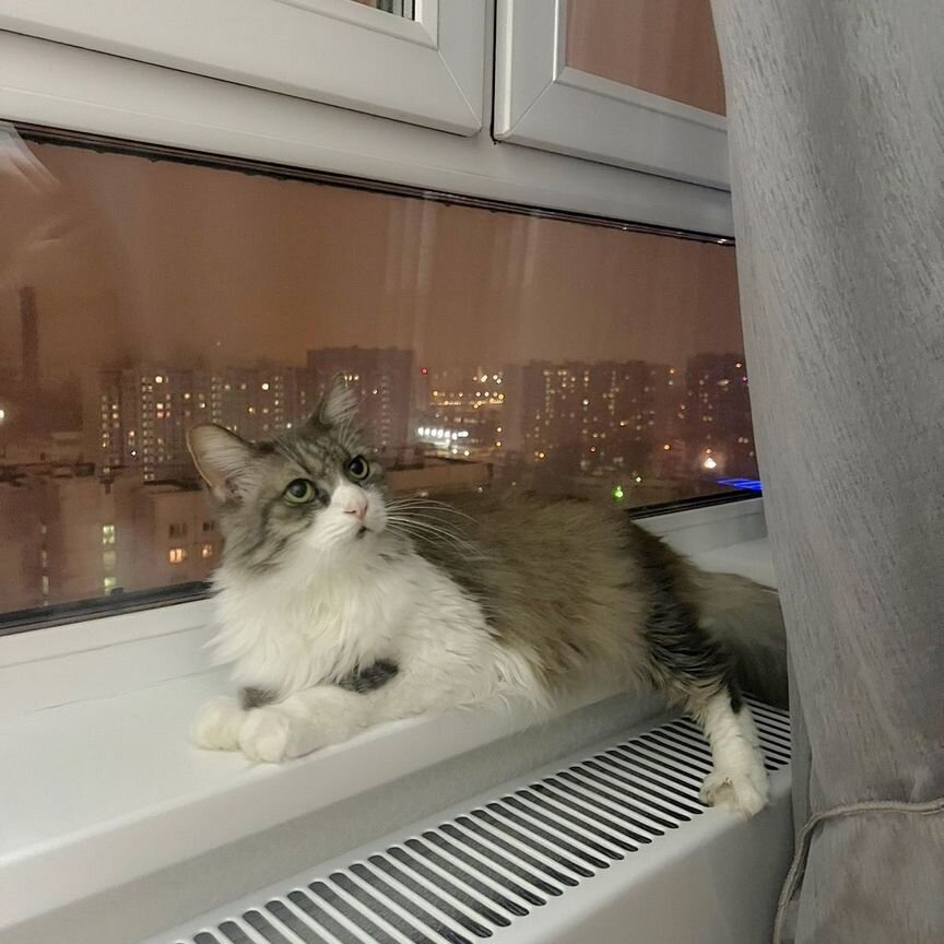 Котик Марсель ждет свою семью