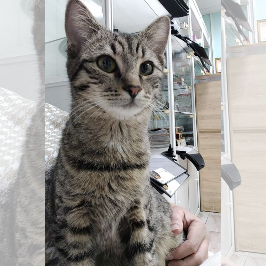 Европейский короткошёрстный котёнок