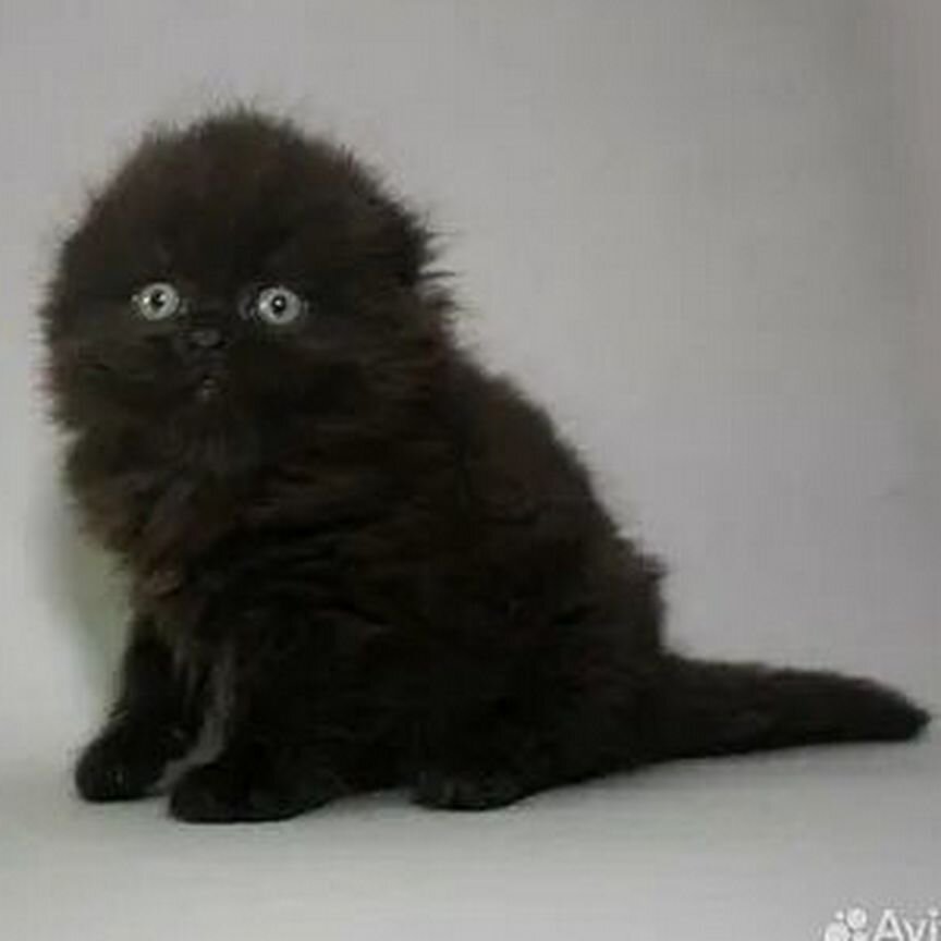 Шотландские пушистики