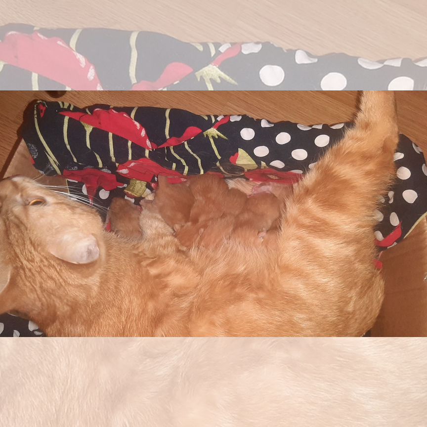 Котёнок в добрые руки