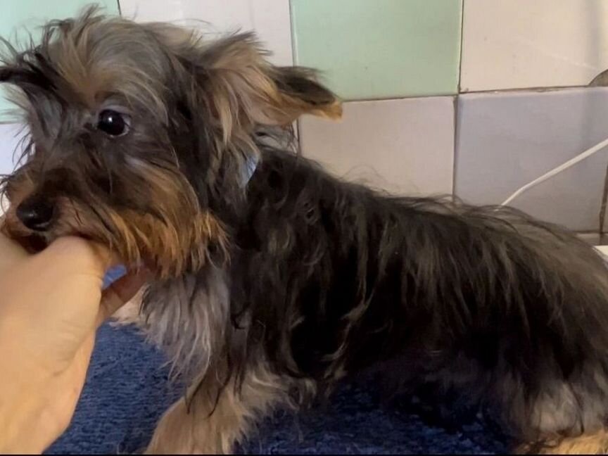 Йоркширский терьер девочка 5мес