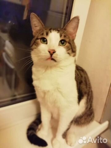 Котик Тёша с набором для жизни