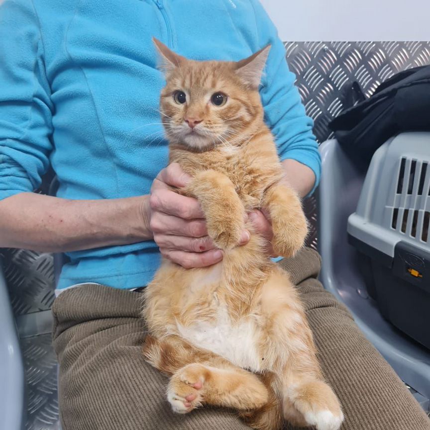 Рыжий котик мальчик в добрые руки