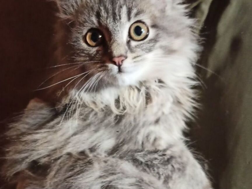 Серый котенок девочка