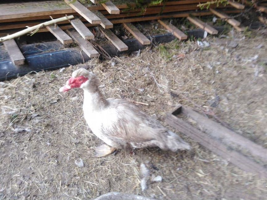 Селезень индоутки