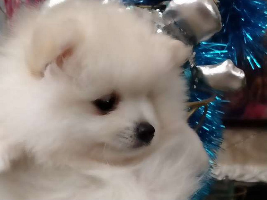 Мини мишка малышка