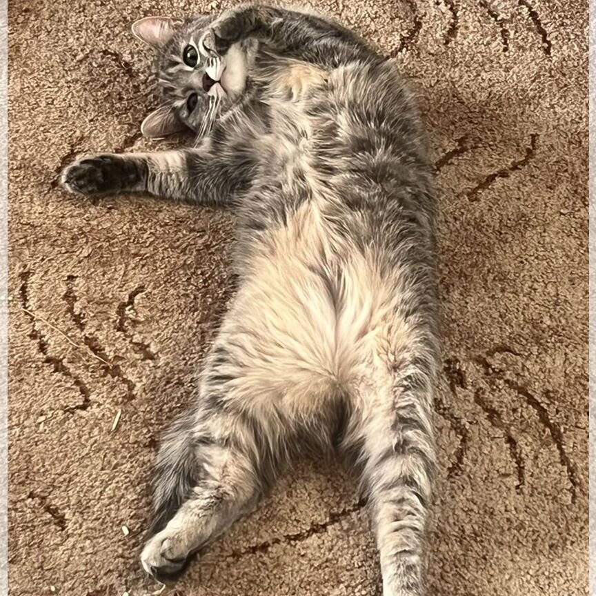 Взрослая, Девочка кошка в добрые руки