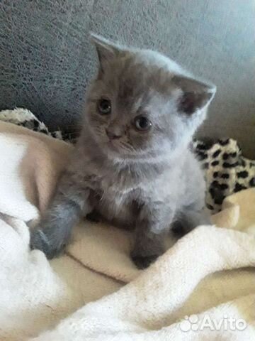 Британская