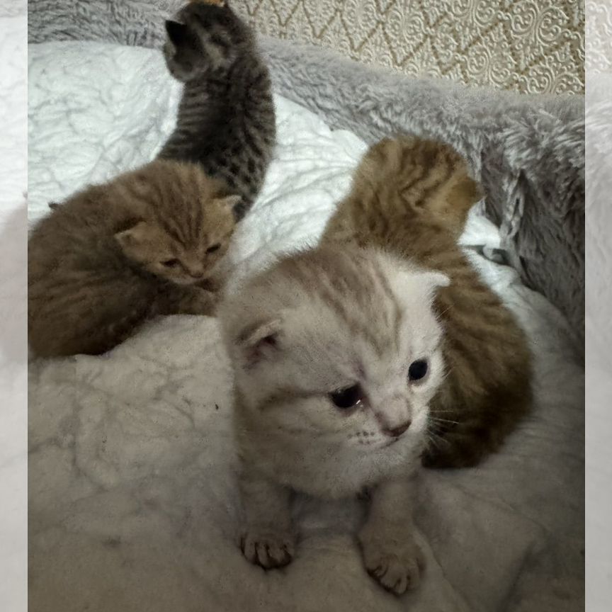 Шотландский вислоухий короткошёрстный котёнок