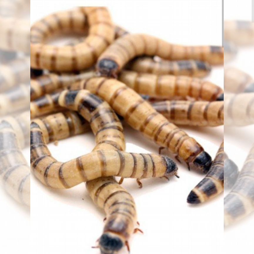 Животное. Корм для животных