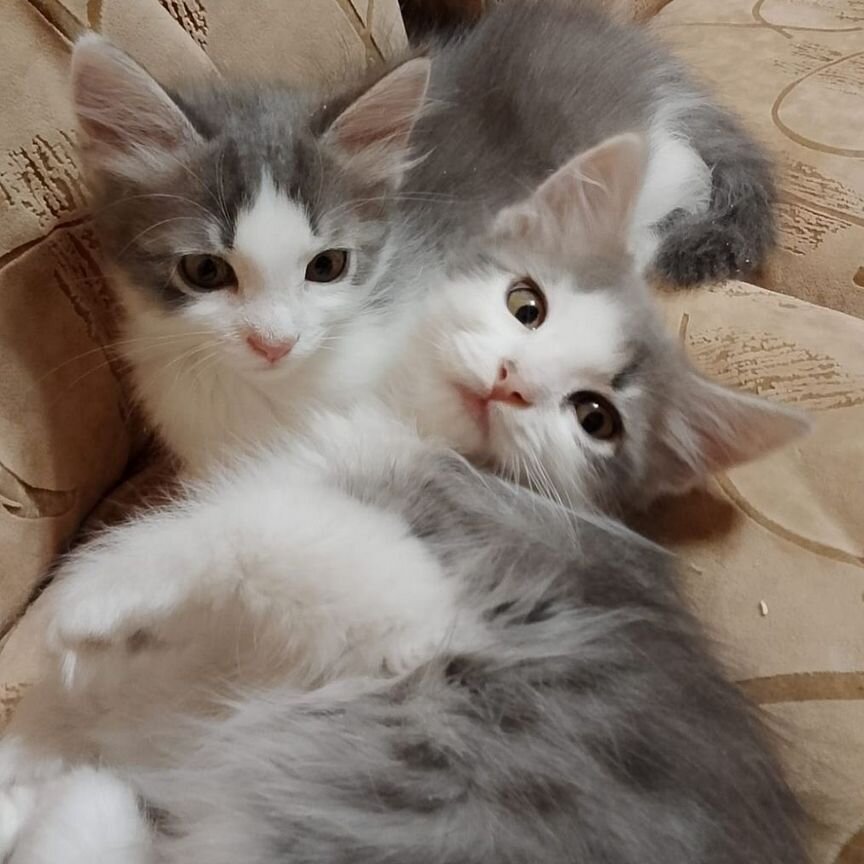 Котята метисы сибирские