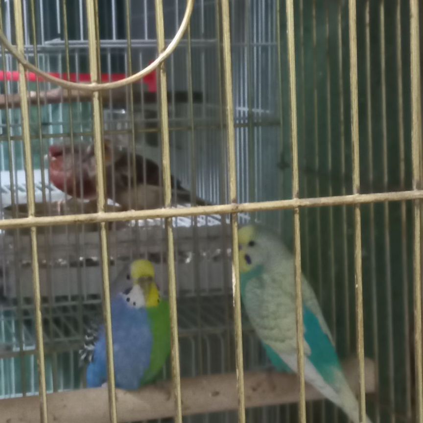 Волнистый попугай с клеткой