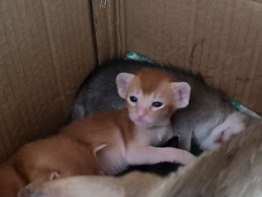 Ориентальные котята