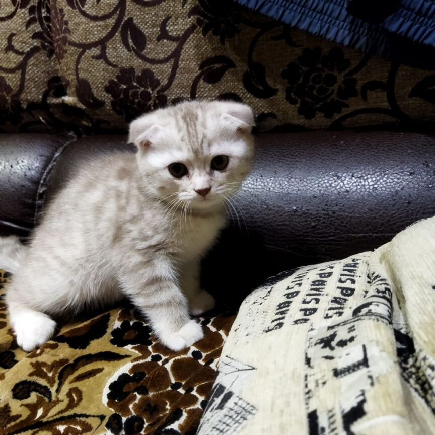 Шотландская вислоухая кошка