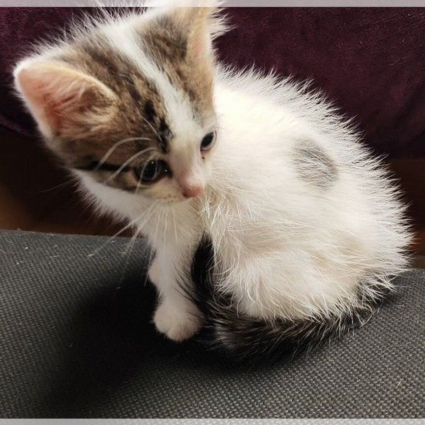 Котёнок в добрые руки, девочка
