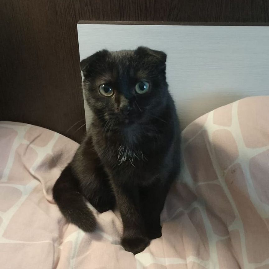 Котята смесь с вислоухой