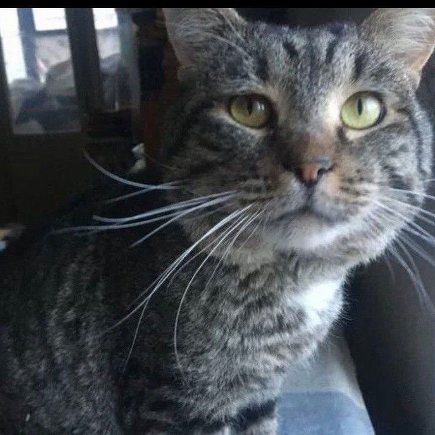 Нужен дом коту