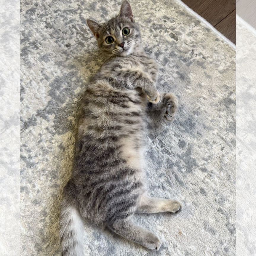 Отдам бесплатно животные