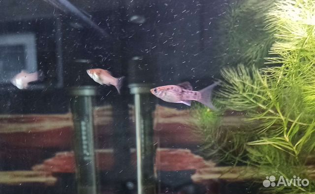 Моллинезия