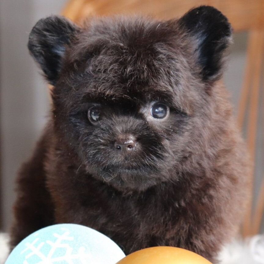 Мальтипу, щенок