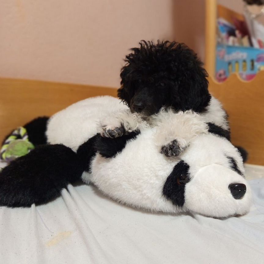 Той-пудель, щенок