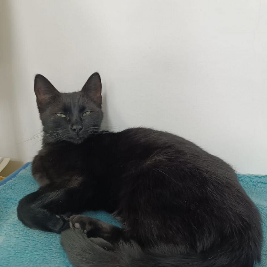 Чилита в добрые ручки