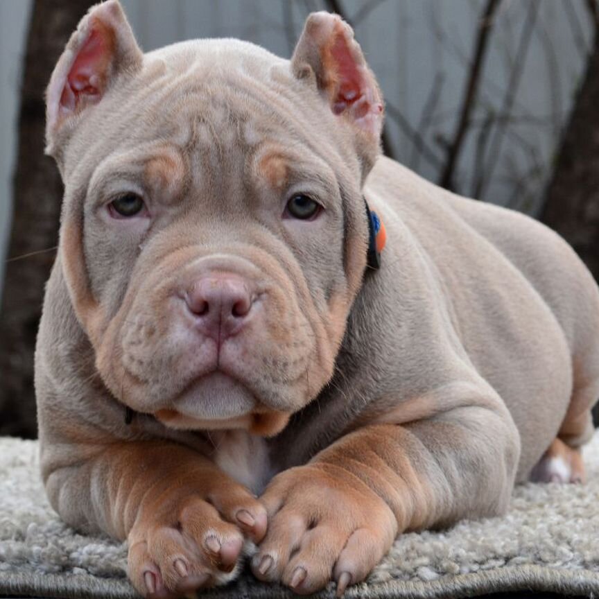 Американский булли, щенок