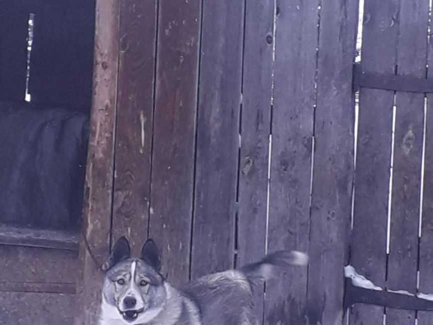 Аляскинский маламут