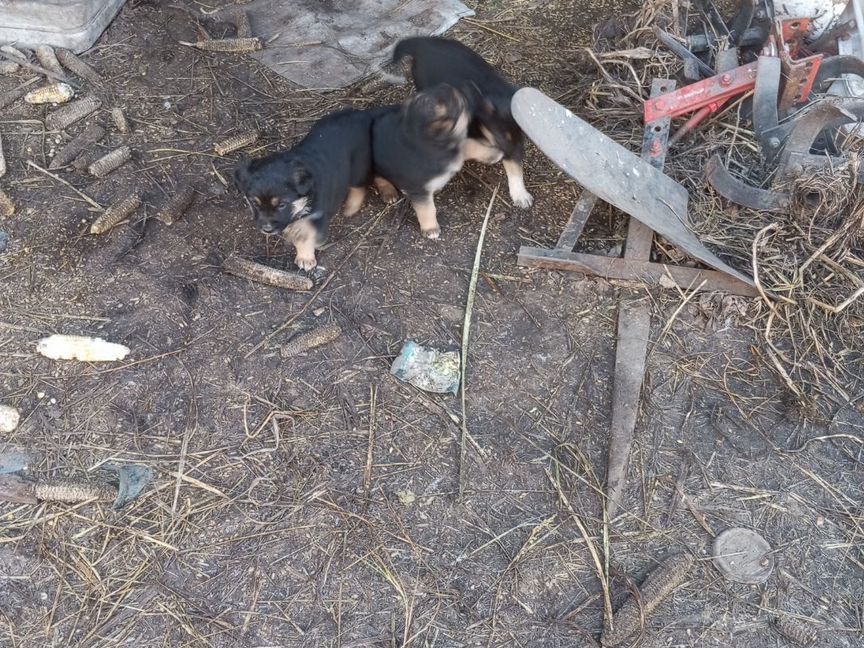 Одам щенят девочки