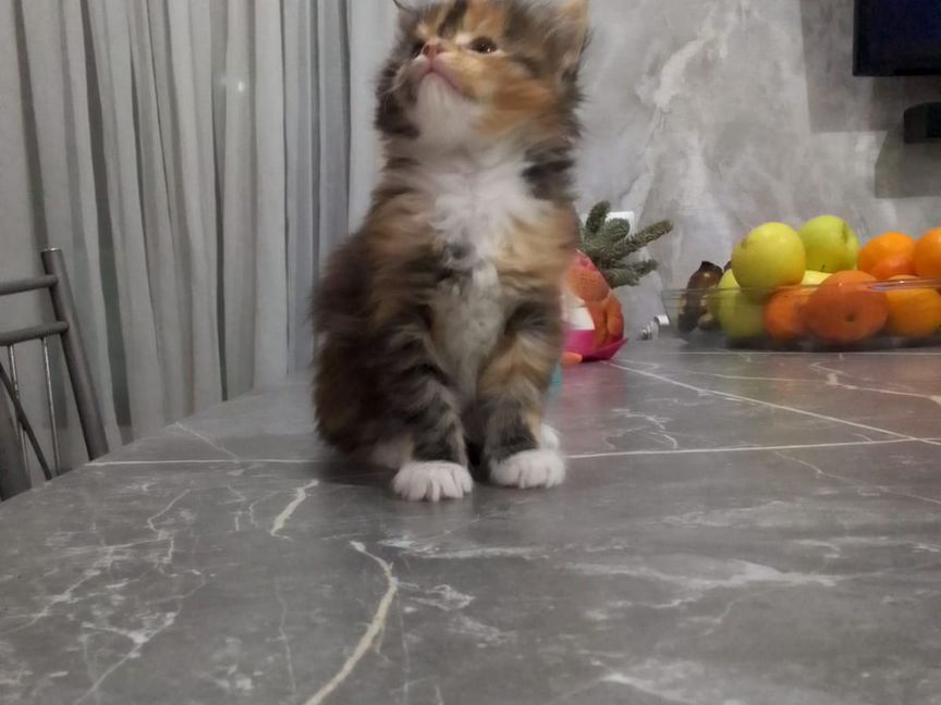 Котята мейн-кун