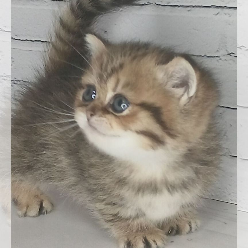 Манчкин котёнок