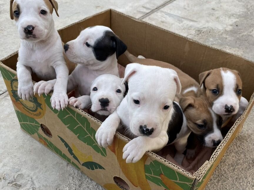 Стаффордширский терьер