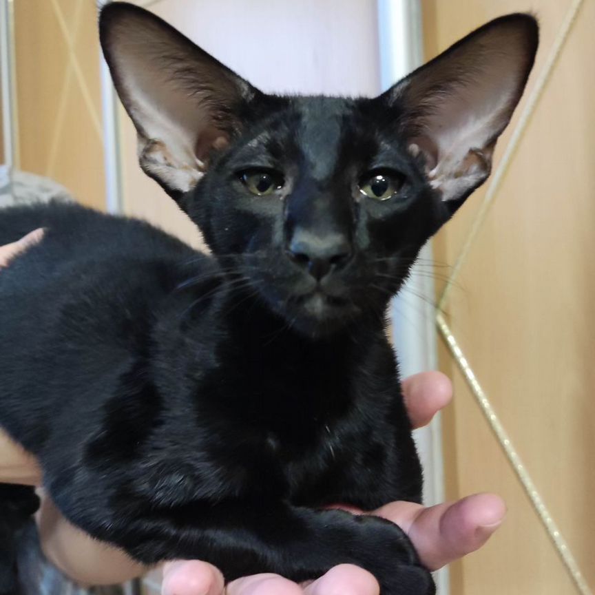 Ориентальный крупный мальчик