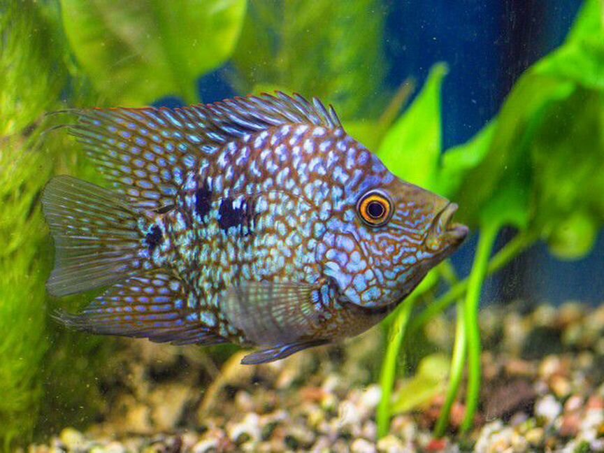 Бриллиантовая цихлида