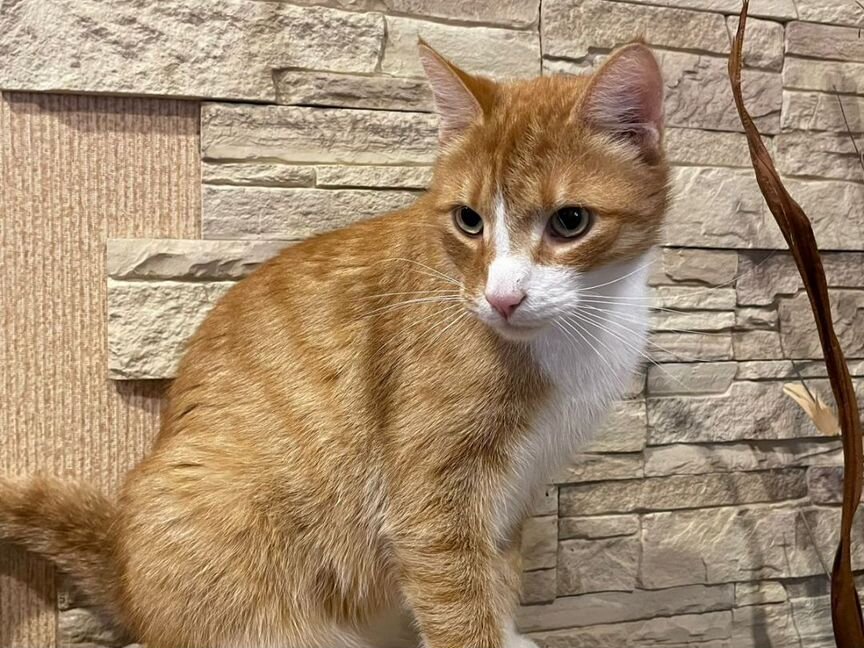 Котя
