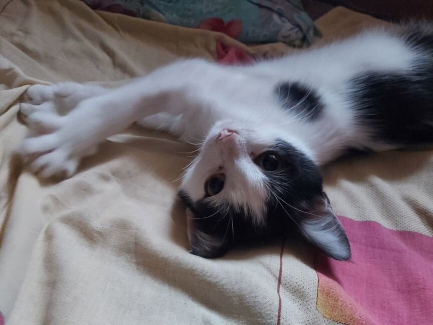 Котик Филя в добрые руки