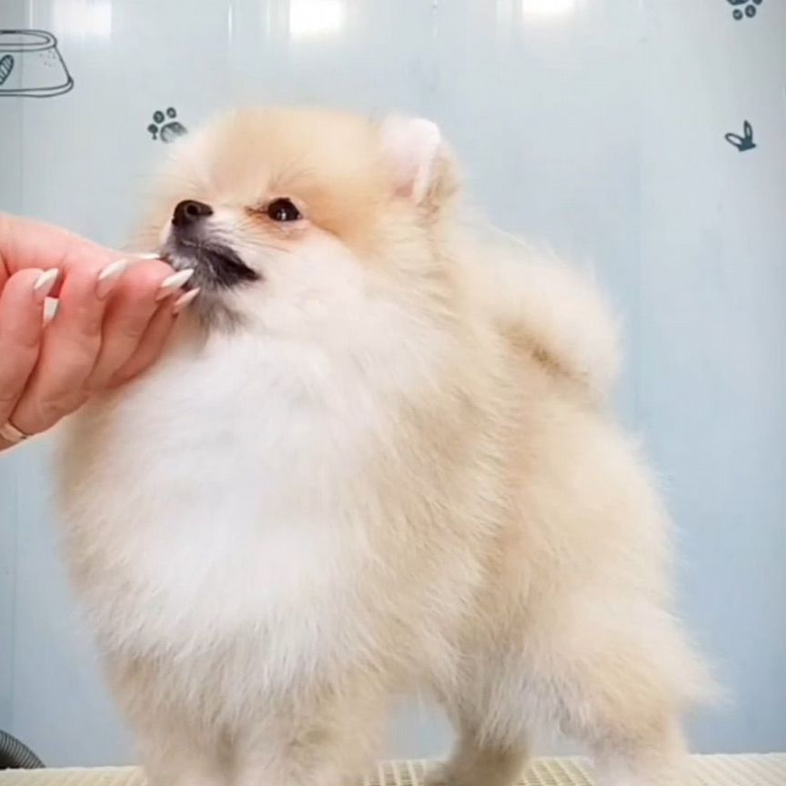 Шпиц девочка