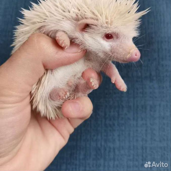 Ёж альбинос