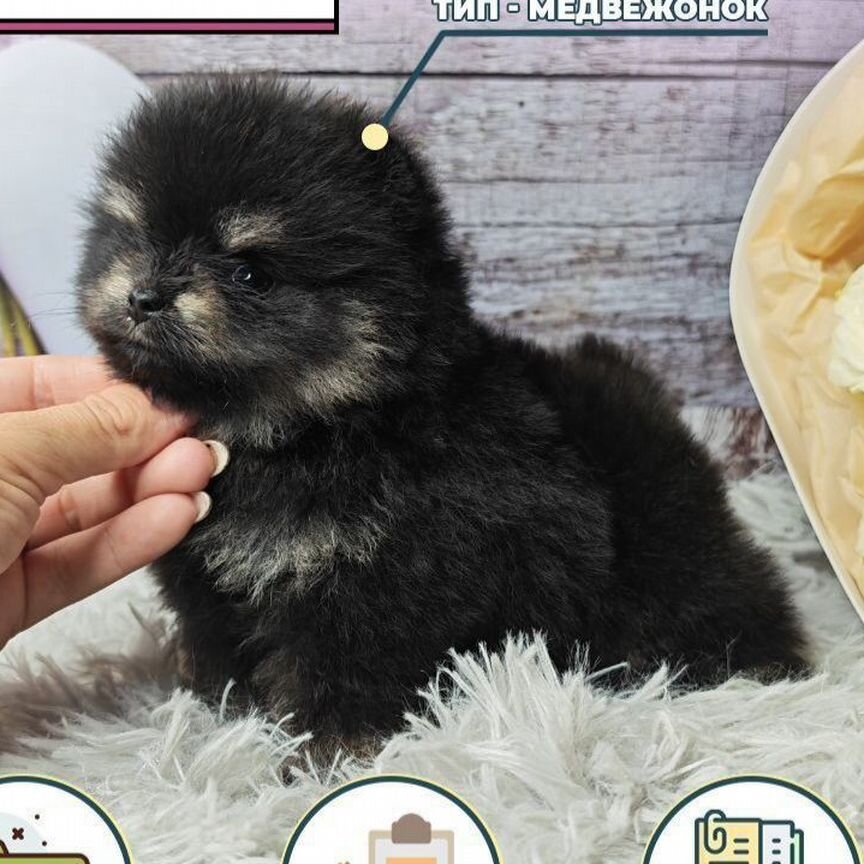 Померанский шпиц, щенок