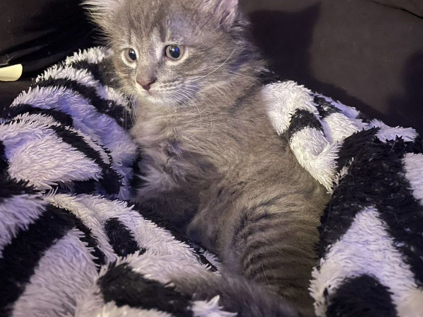 Котята в добрые руки мальчики