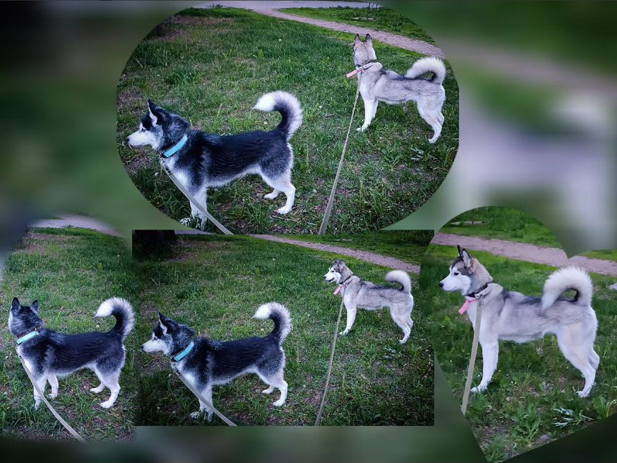 Ищут дом фенотипы хаски