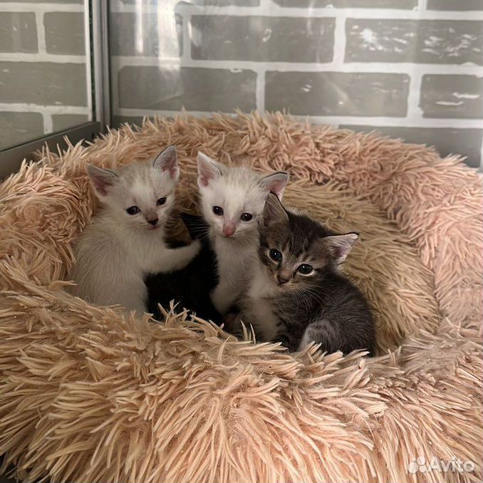 Очаровательные котята от тайской кошки