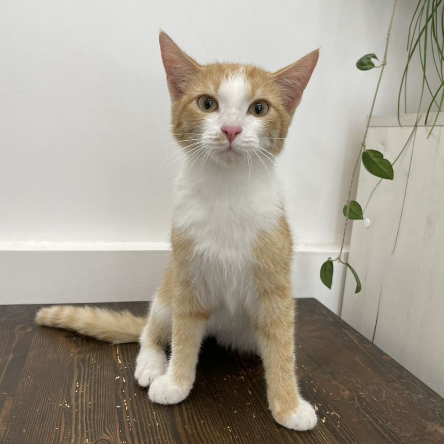 Рыжий котик