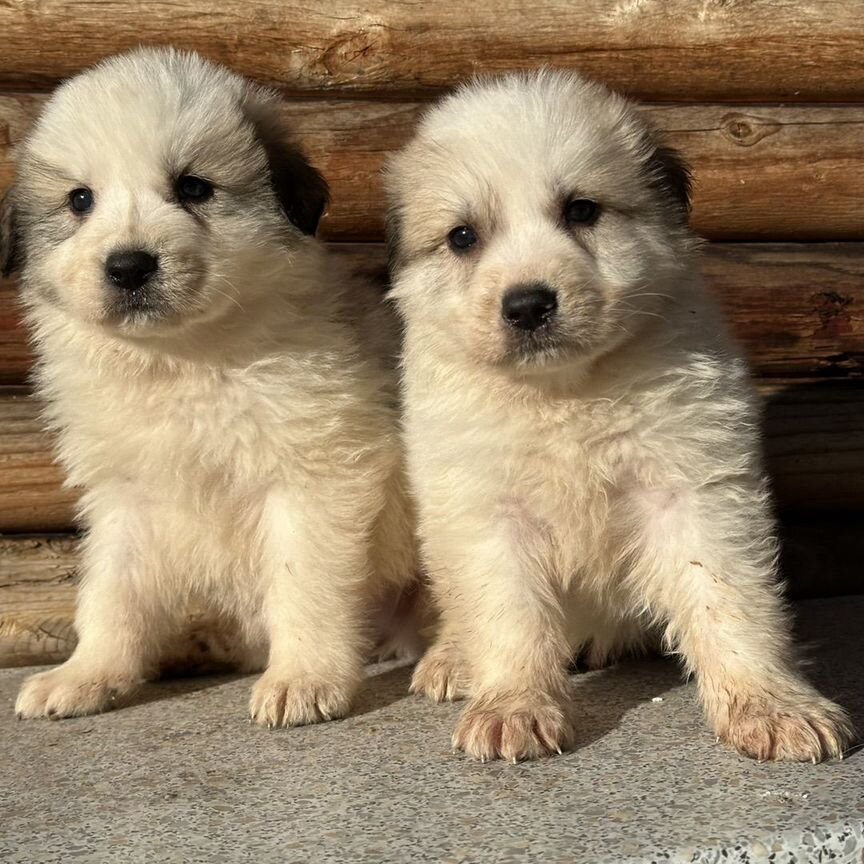 Щенки горной пиренейской