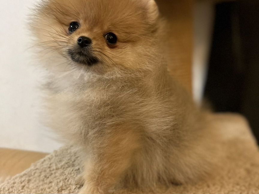 Померанский шпиц девочки