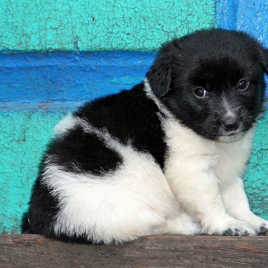 Лапочки-щеночки маленькой породы в добрые руки