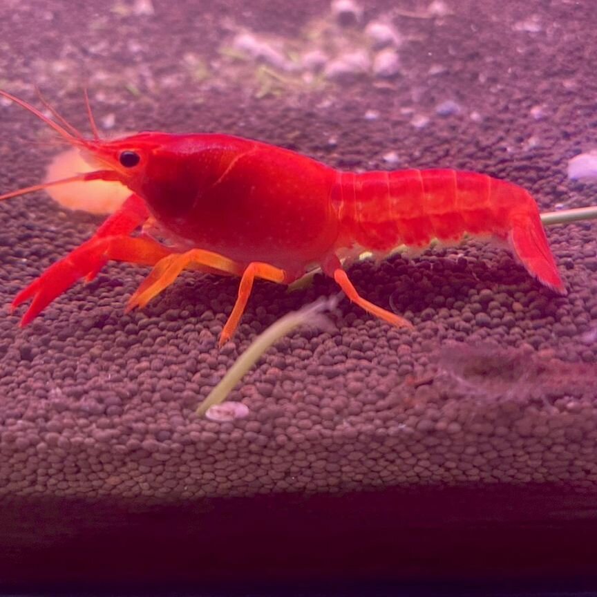 Мексиканский рак