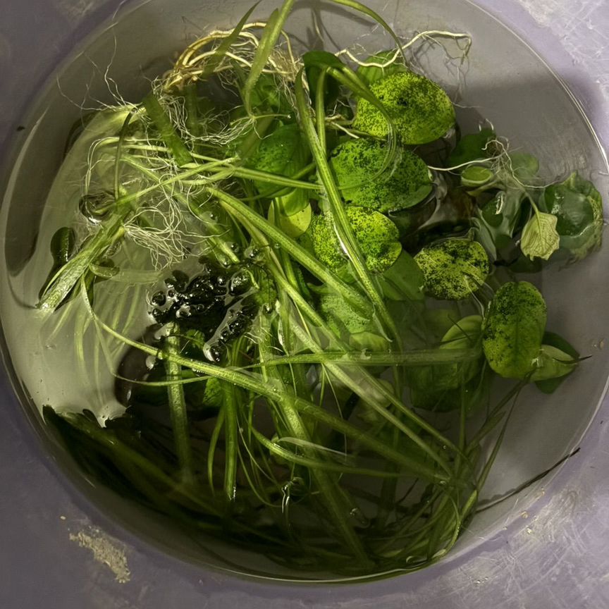 Аквариумные растения