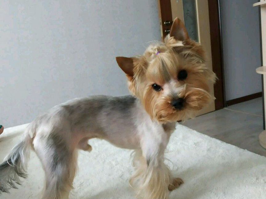 Милый Йорк ищет даму сердца